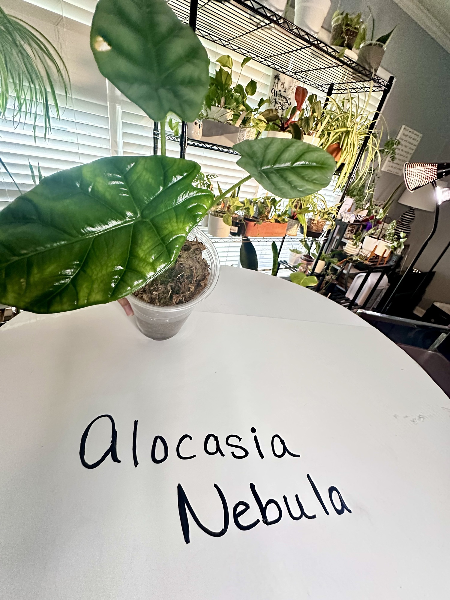 Alocasia Nebula – Plants, Pitties, and Power Foods